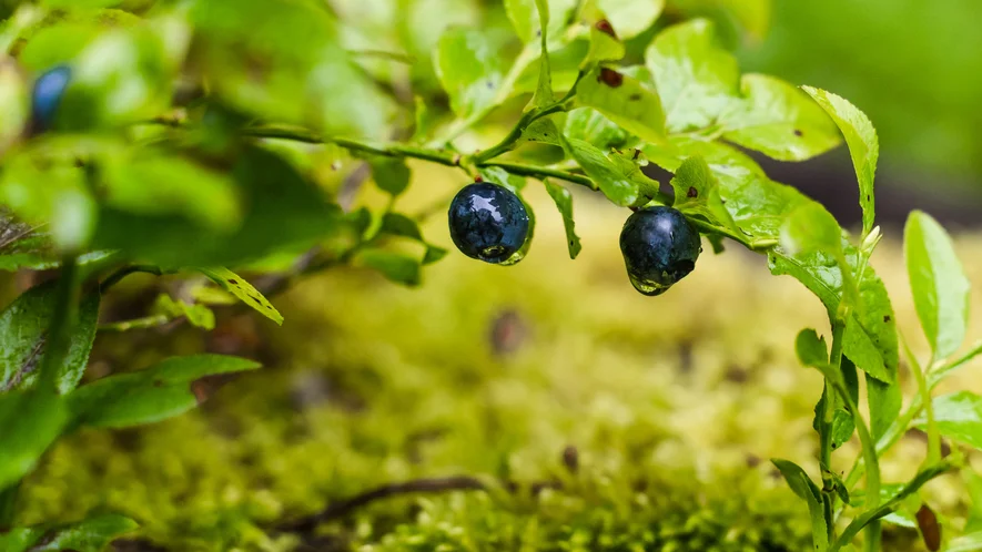 Moosbeeren - Das Superfood entlang der Wanderwege | Saalfelden Leogang